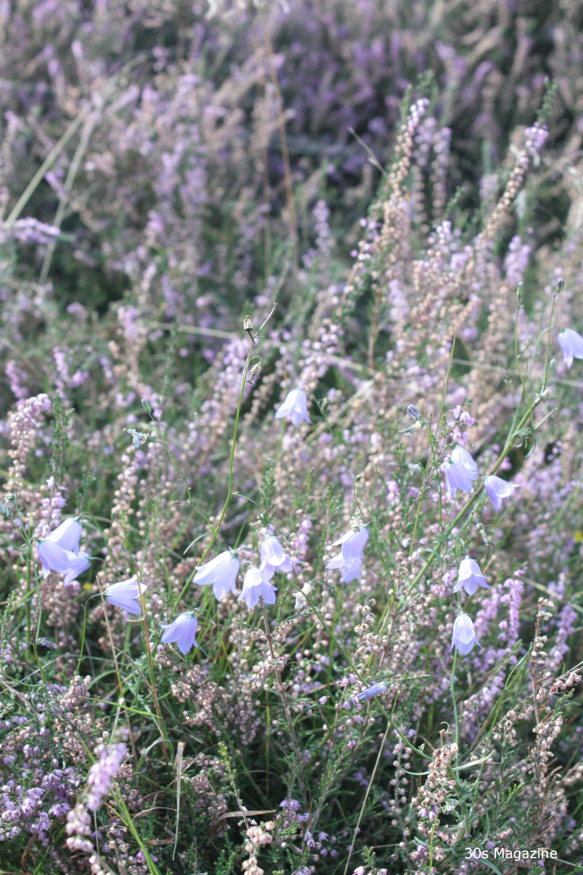 30s Magazine - heather